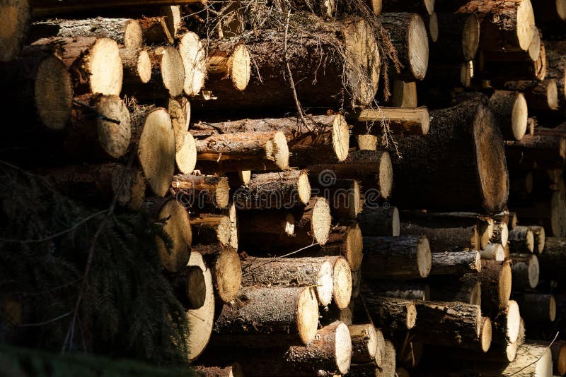 A stack of cut logs stock image. Image of wood, acurren - 329932335