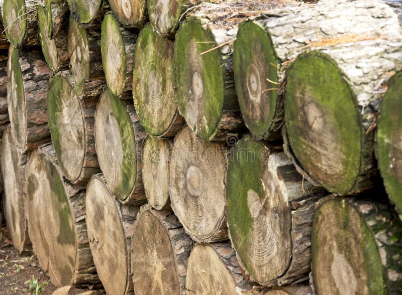 Stack of cut logs stock image. Image of industry, construction - 319783727