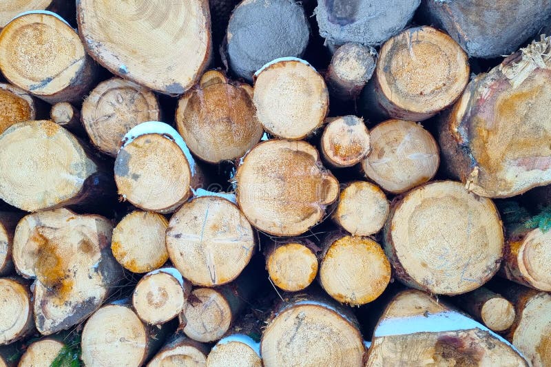 Stack of Cut Logs in a Pile Stock Image - Image of logging, rings ...