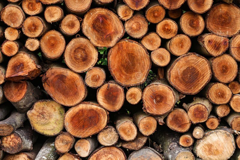 A Stack of Cut Logs Showing Various Circular Cross-sections. Stock ...