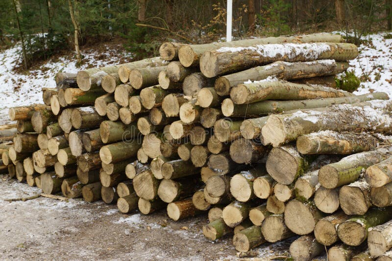 Stack of Cut Lumber in a Forest Stock Image - Image of stack, industry ...