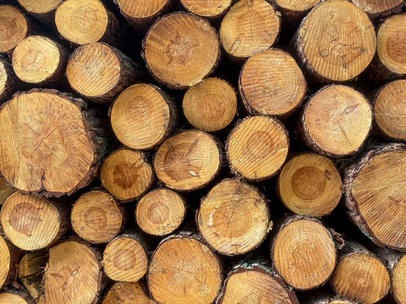 Stack of Cut Pine Logs stock image. Image of rough, growth - 384654221