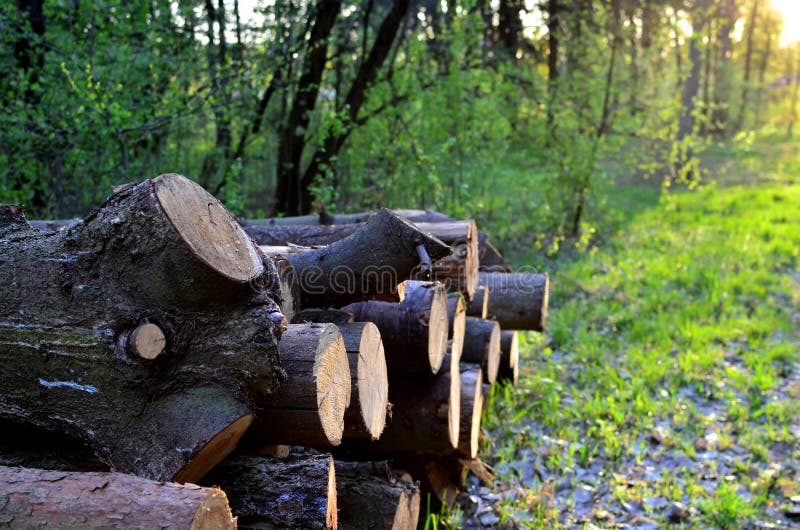 Stack of Cut Pine Tree Logs in a Forest. Wood Logs, Timber Logging ...