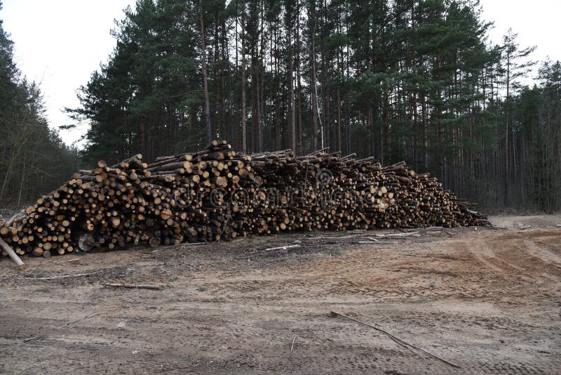 Stack of Cut Pine Tree Logs in a Forest. Wood Logs, Timber Logging ...