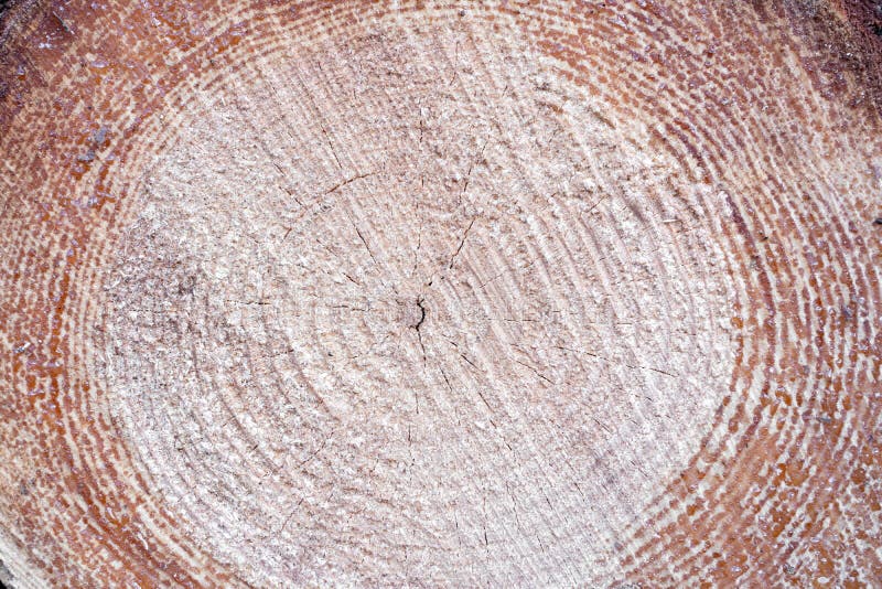 A Stack of Cut Pine Trunk Trees Showing the Inside Rings. Close Up ...