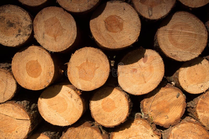 Stack of Cut and Stacked Pine Trunks,background. Stock Image - Image of ...