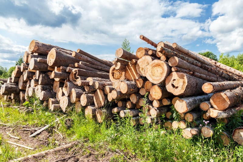 Stack Of Timber Logs At Summer Stock Image - Image of hill, logstack ...