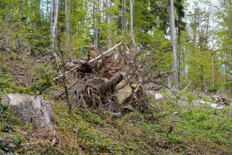 Stack of Cut Tree Branches in the Forest Stock Image - Image of leaf ...