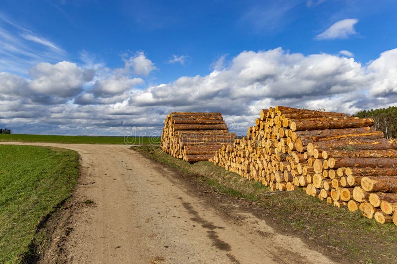 Stack of Cut Tree Logs in a Field Stock Image - Image of nature, plant ...