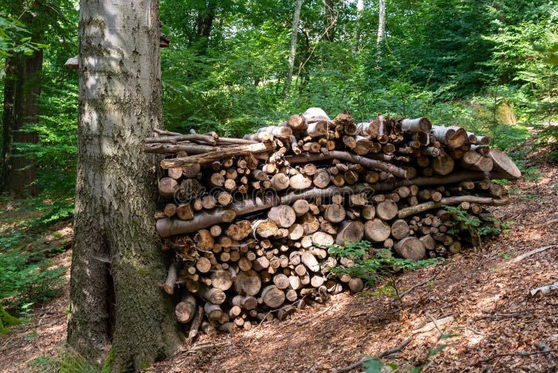 Stack of Cut Tree Logs in the Forest Stock Photo - Image of stack, tree ...