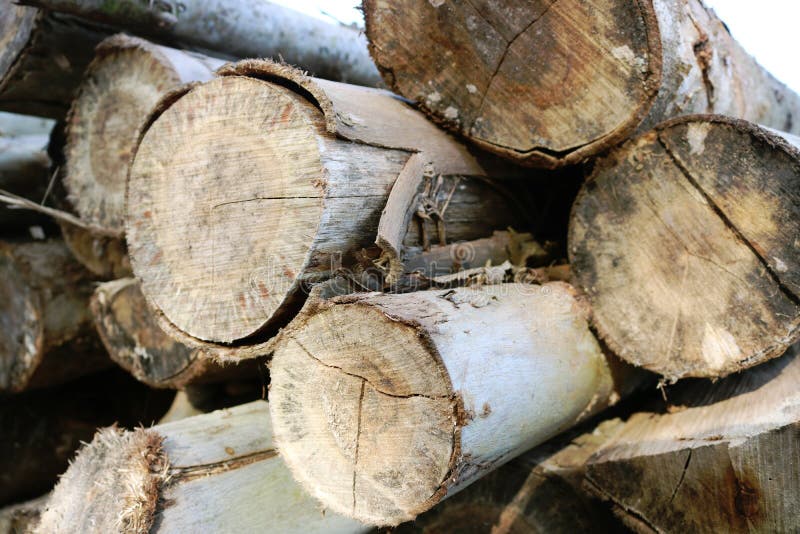 Stack of cut tree trunks stock image. Image of industrial - 149111705