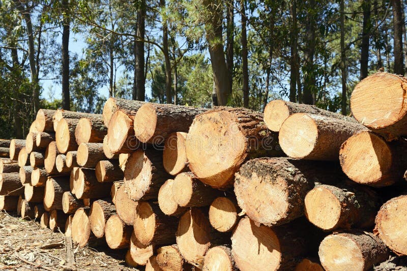 Stack of Cut Trees in Forest Stock Photo - Image of pattern, detail ...