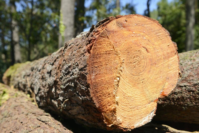Stack of Cut Trees in Forest Stock Image - Image of natural, closeup ...