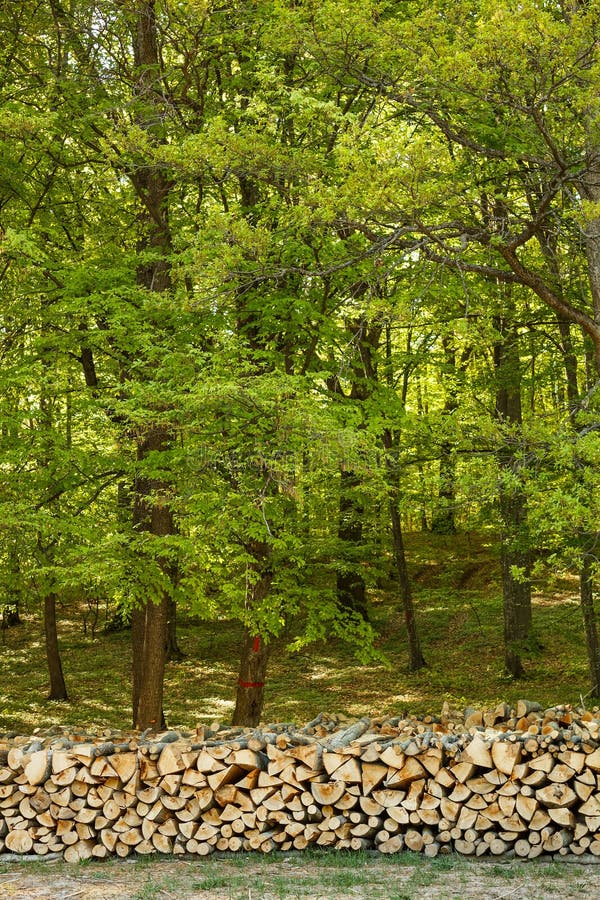 Stack of cut trees stock photo. Image of save, pile, environment - 30949114
