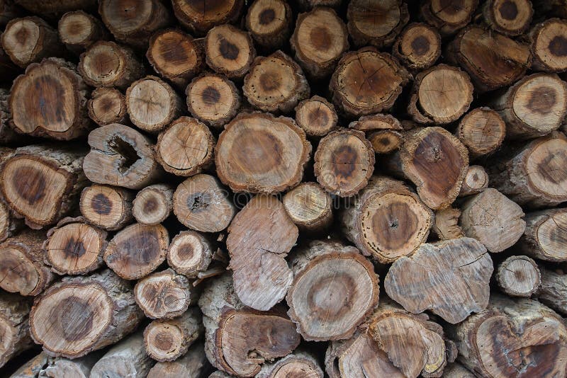 The Stack of Cut Trees Overlaps Stock Photo - Image of stack, tree ...