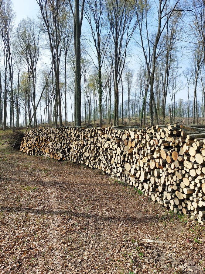 Stack of Cutted Trees in Forest - Wood Stock Image - Image of stockpile ...