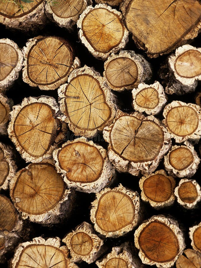 Cutted wood in monochrome stock photo. Image of natural - 30495126