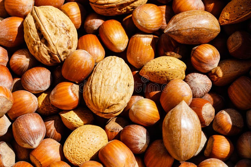 Stack of nuts stock photo. Image of healthy, hazelnut - 250068520