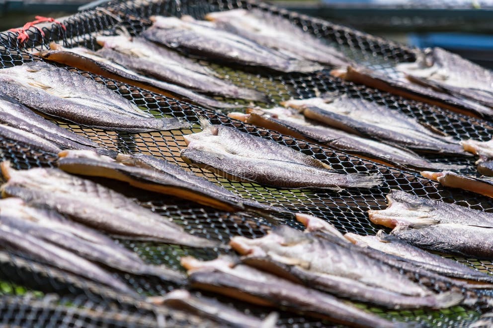 Stack of Dried Fish on a Net Stock Photo - Image of snack, netting ...