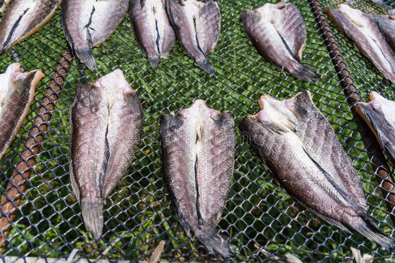 Stack of Dried Fish on a Net Stock Image - Image of vibrant, stacked ...