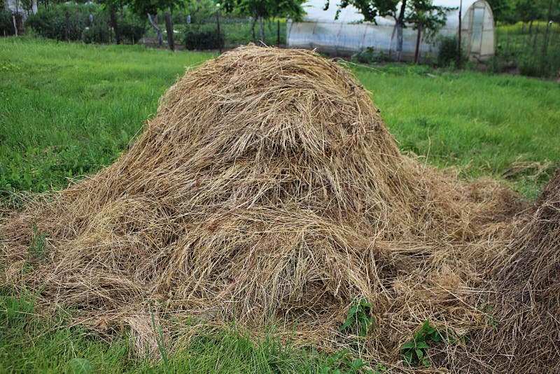 Stack of Dried Grass Cuttings on the Lawn Stock Image - Image of yellow ...