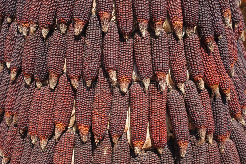 Stack of Dry Black Corn Stack Stock Photo - Image of agriculture ...