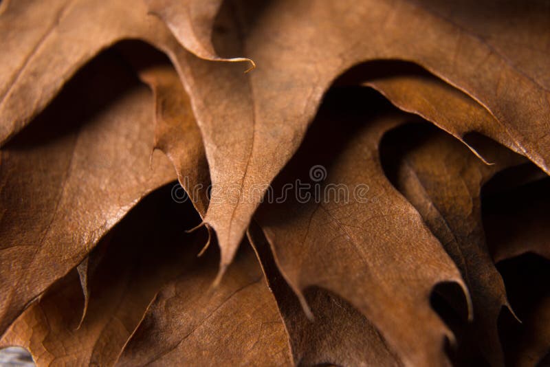 A Stack of Dry Brown Leaves. Stock Photo - Image of folded, dirty ...