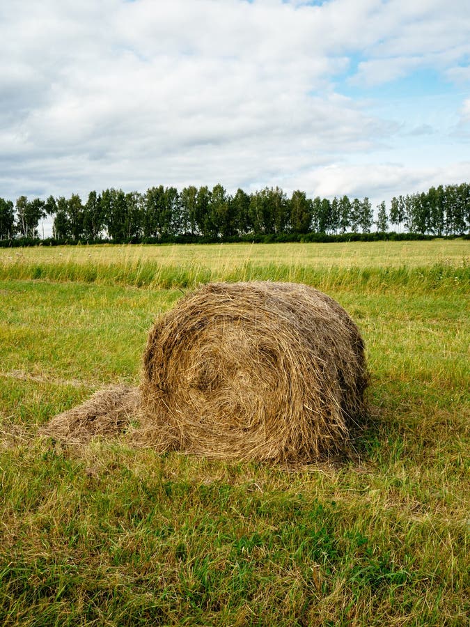 A Stack of Dry Hay in the Field. Trees in the Background Stock Image ...