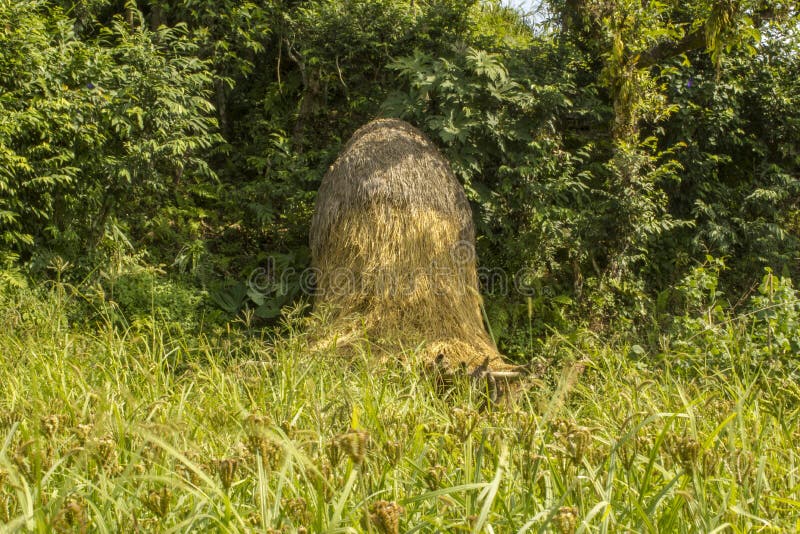 Stack of Dry Hay Stands in the Shade of Green Trees in a Fresh Field ...