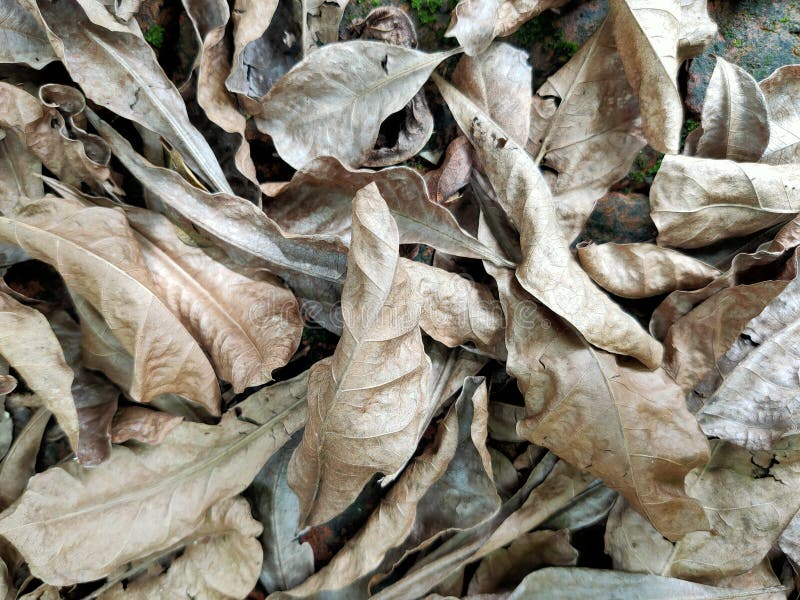 Stack of Dry Leaves on the Ground in the Garden. Stock Image - Image of ...