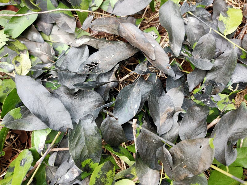 Stack of Dry Leaves on the Ground in the Garden. Stock Image - Image of ...