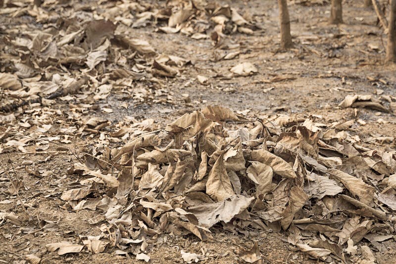 A Sack of Dried Leaves stock photo. Image of autumn, forest - 21051346