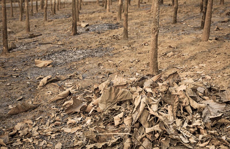 Stack of Dry Leaves in Winter Stock Photo - Image of natural ...