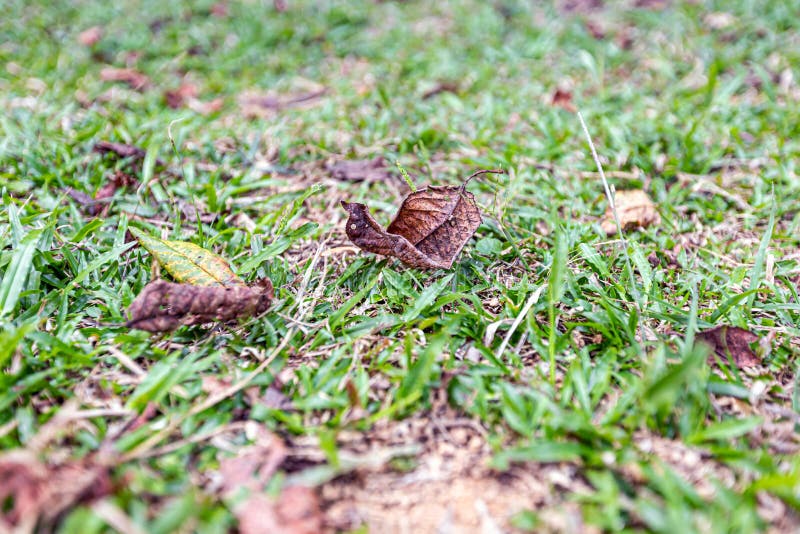 Stack of Dry Leaves in Winter Stock Image - Image of environment, dead ...