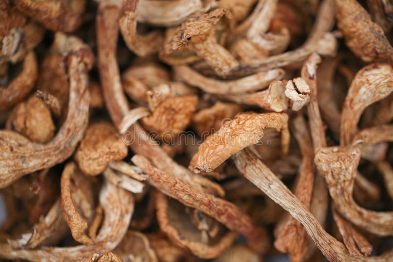Stack of Mushroom Cubes in a Mushroom Farm Stock Photo - Image of ...