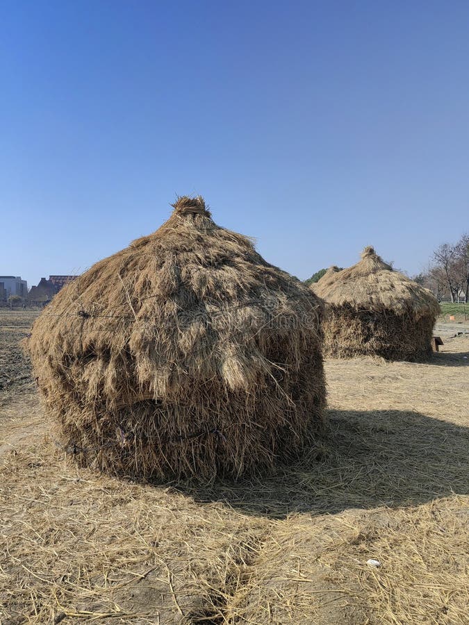 Stack of Dry Rice Straw, Rural Scene Stock Image - Image of plant ...