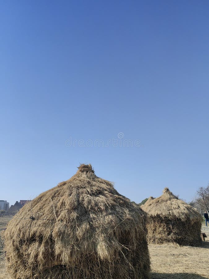 Stack of Dry Rice Straw, Rural Scene Stock Image - Image of crop, farm ...