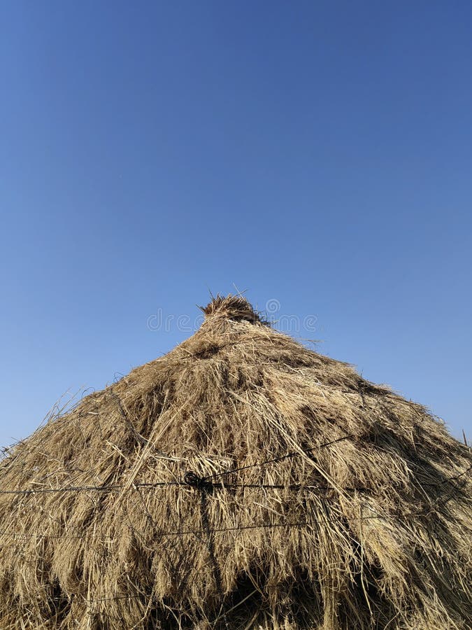 Stack of Dry Rice Straw, Rural Scene Stock Photo - Image of harvesting ...