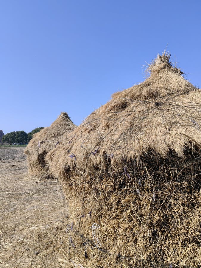 Stack of Dry Rice Straw, Rural Scene Stock Image - Image of nature ...