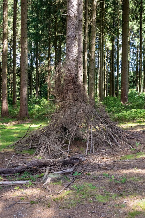 Stack of Dry Tree Branches and Twigs on the Ground in the Woodland ...