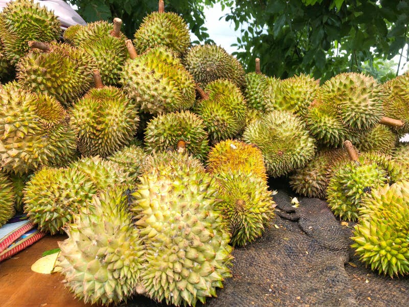 A Stack of Durian Monthong. Durian is King of Fruit is Famous Asian ...