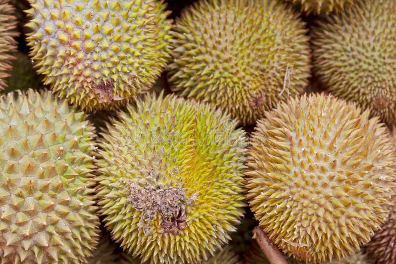 Close Up of Durians Hanging Stock Photo - Image of yellow, natural ...