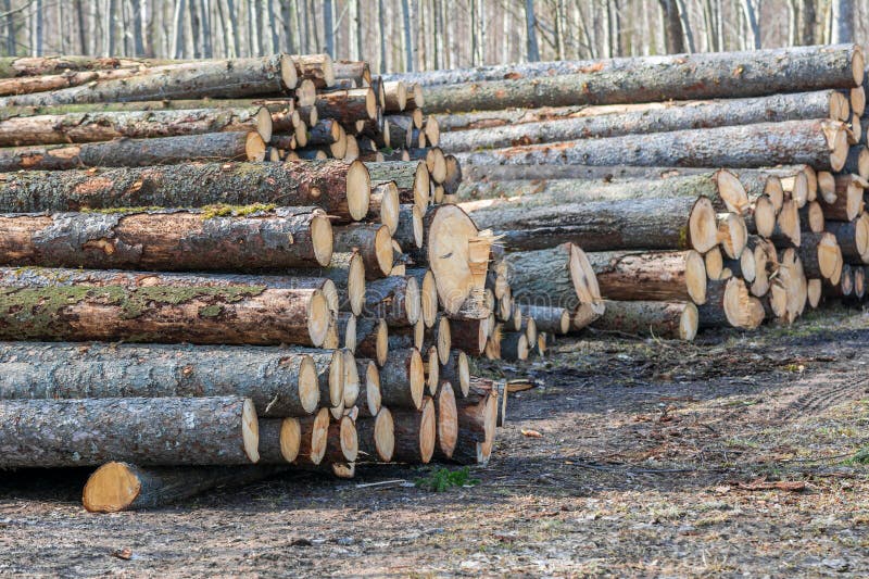 A Stack of Energy or Fuel Wood . Stock Image - Image of industry, tree ...