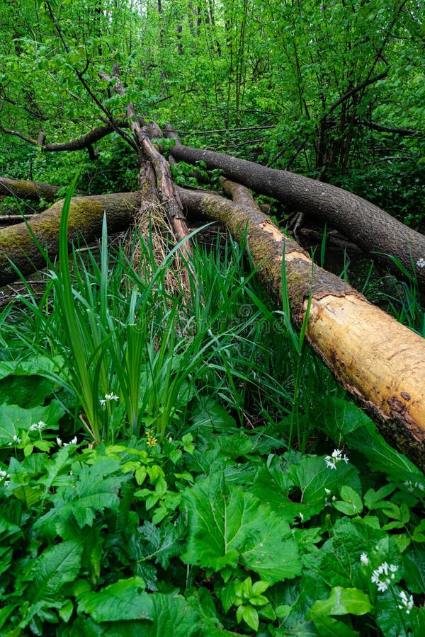Falls of Trees in a Wetland Stock Photo - Image of growth, triangle ...