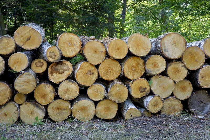 Stack of Felled Trees in the Forest. Stock Image - Image of material ...