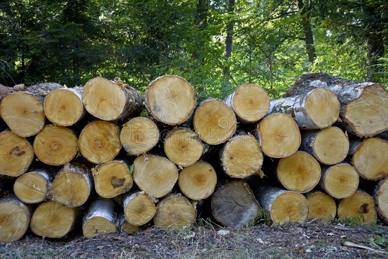A Stack of Felled Trees in the Forest Stock Photo - Image of tree ...