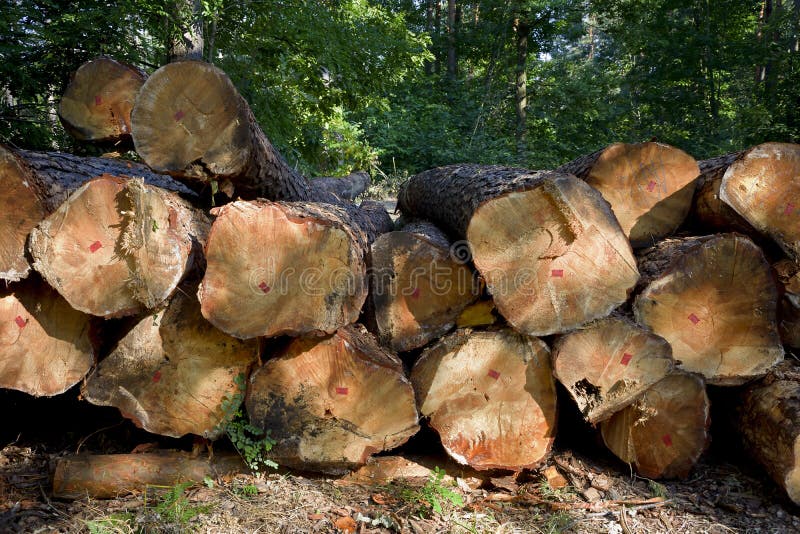 A Stack of Felled Trees in the Forest Stock Photo - Image of tree ...