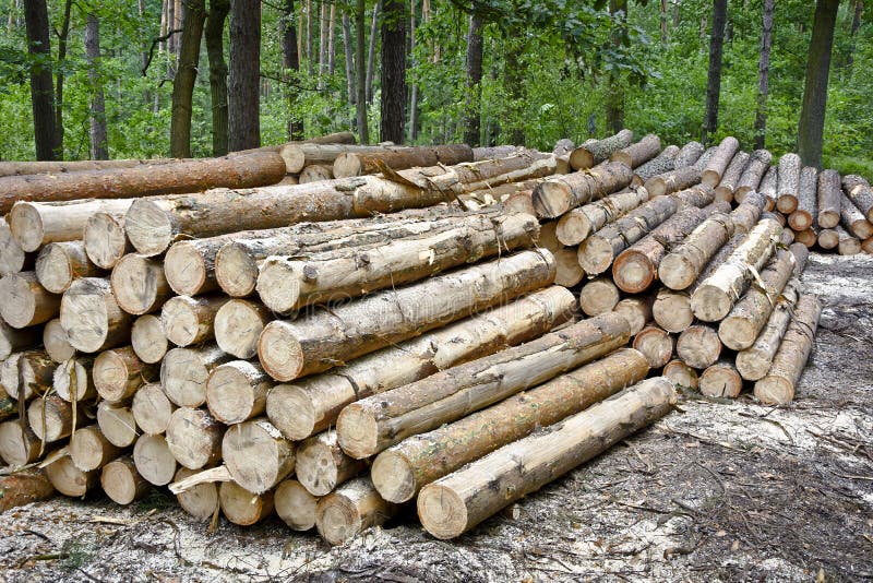 Stack of Felled Trees in the Forest. Stock Photo - Image of forest ...