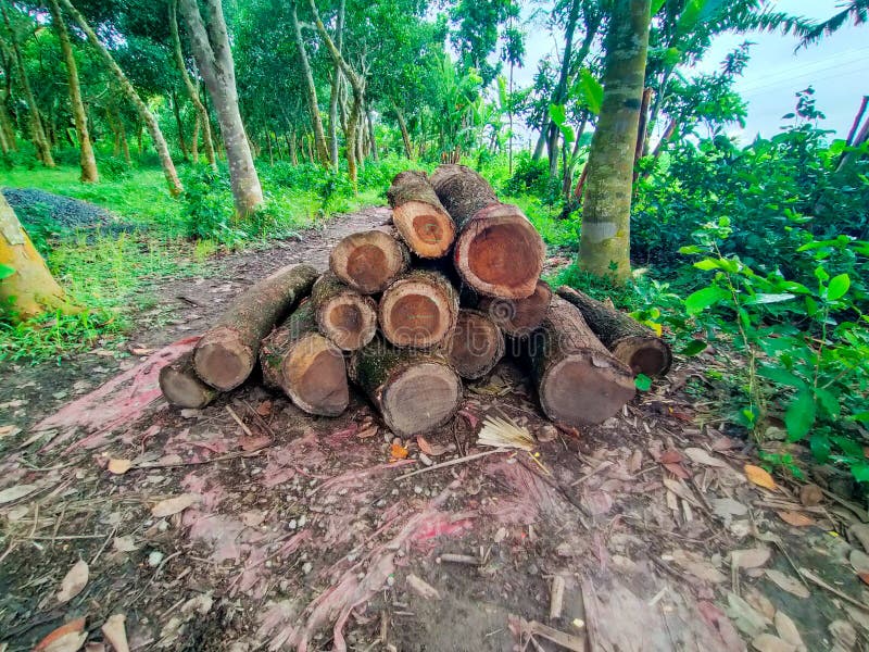 Stack of Felled Trees at a Lumberyard or Logging Site, Log Pile Trunks ...