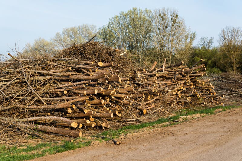 Stack of felled trees stock image. Image of birch, felling - 70096613